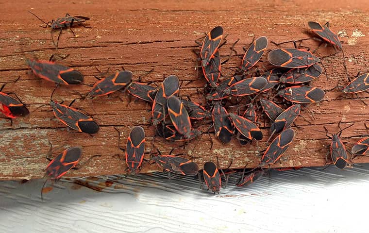 Box Elder Bugs In Aspen, CO | RAM Pest Control