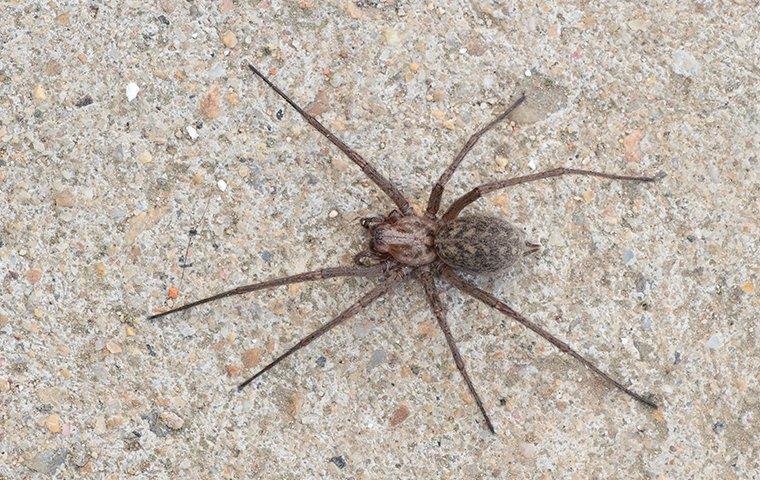 Spiders Be Gone: A Guide To Keeping Spiders Out Your Aspen Home