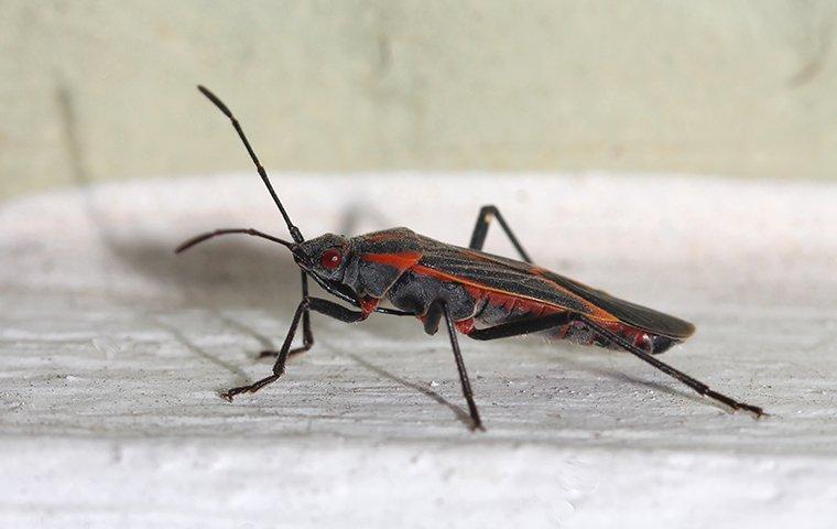 How To Get Rid Of Boxelder Bugs On Your Avon Property