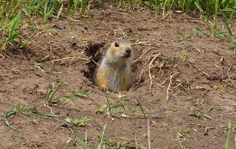 Effective Gopher Control Methods: How To Keep Gophers Away From Your ...