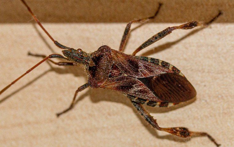 Blog - Western Conifer Seed Bugs 101: What Vail Residents Need To Know