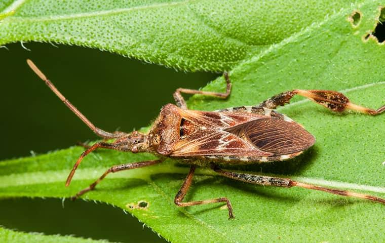 What Every Edwards Property Owner Ought To Know About Western Conifer ...